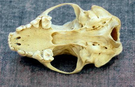 Mephitis Mephitis Skull