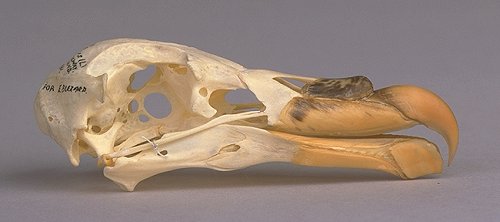 Bird Skulls