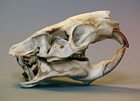 Will's Skull Page - Coypu Skull