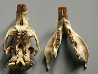 Will's Skull Page - Coypu Skull