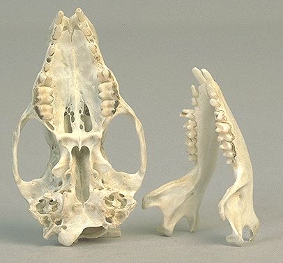 Hedgehog Skull