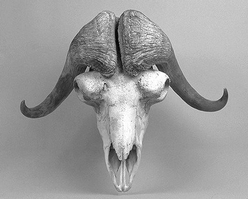 Will's Skull Page - Musk Ox Skull