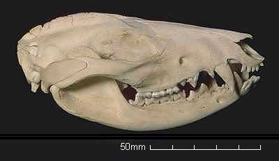 Will's Skull Page - Virginia Opossum Skull