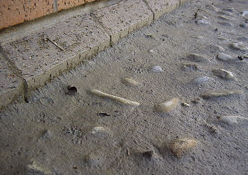 Rat Footprints