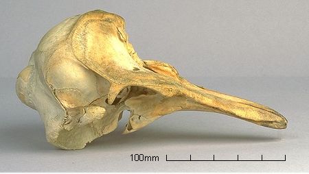 Harbor Porpoise Skeleton